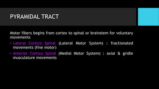 Spinal somatic sensory and motor system | PPT
