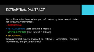Spinal somatic sensory and motor system | PPT