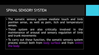 Spinal somatic sensory and motor system | PPT