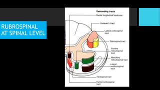 Spinal somatic sensory and motor system | PPT