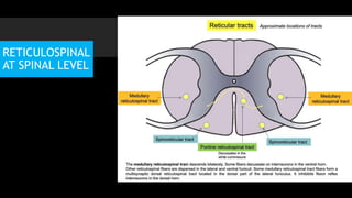 Spinal somatic sensory and motor system | PPT