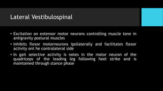 Spinal somatic sensory and motor system | PPT