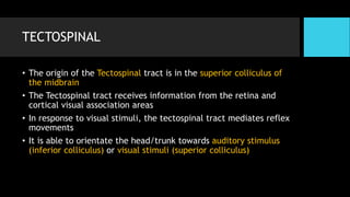 Spinal somatic sensory and motor system | PPT