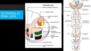 Spinal somatic sensory and motor system | PPT