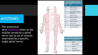 Spinal somatic sensory and motor system | PPT