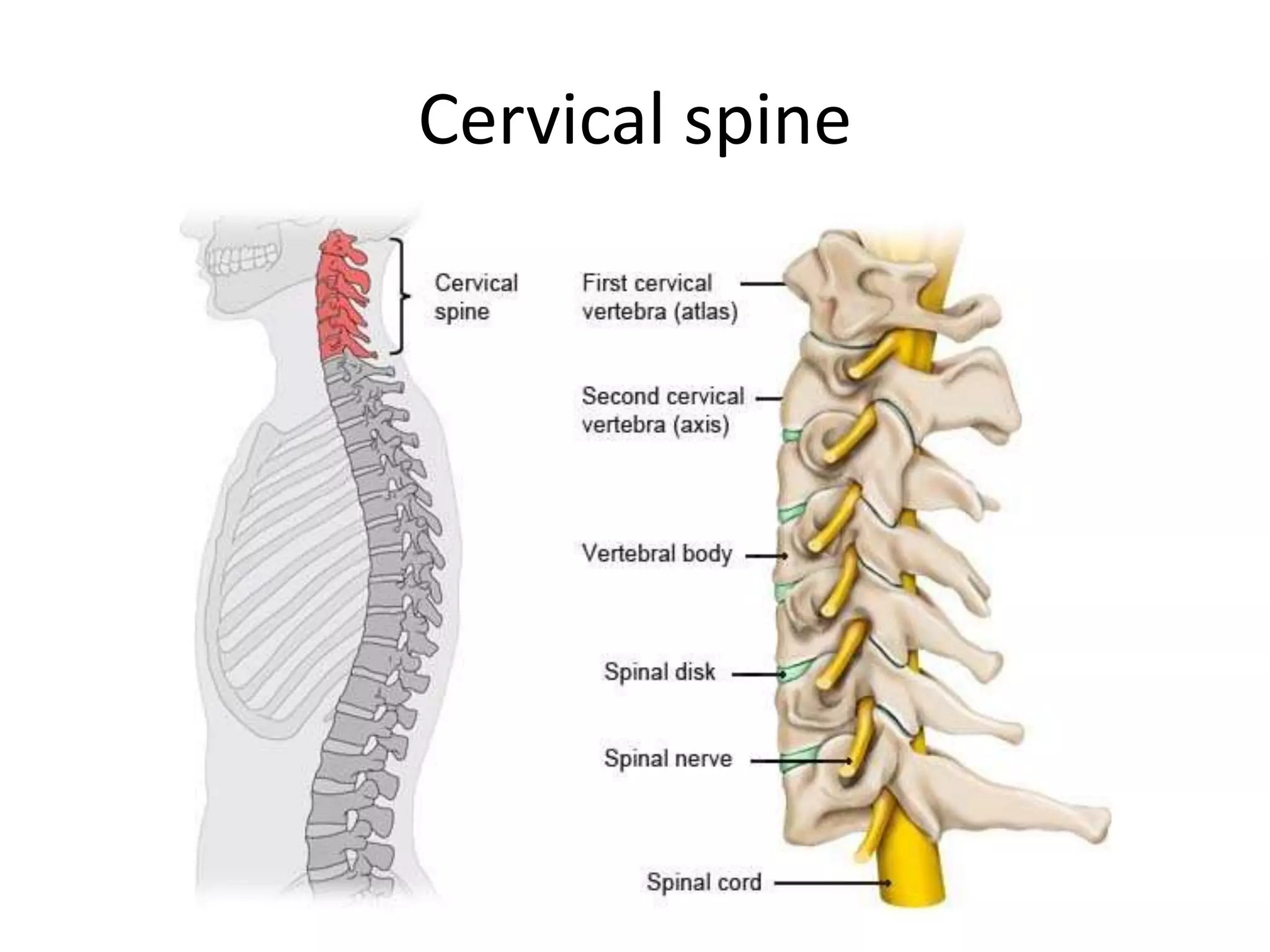 Spinal syndromes omt treatment.pptx