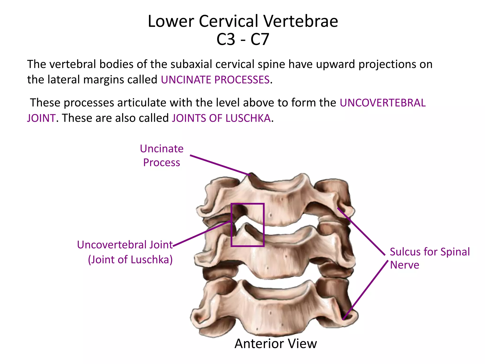 Spinal syndromes omt treatment.pptx