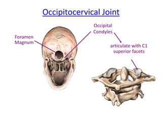 Spinal syndromes omt treatment.pptx