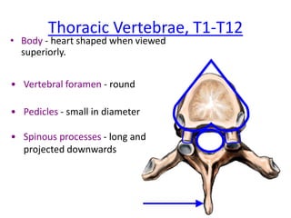 Spinal syndromes omt treatment.pptx