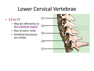 Spinal syndromes omt treatment.pptx