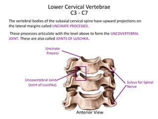 Spinal syndromes omt treatment.pptx