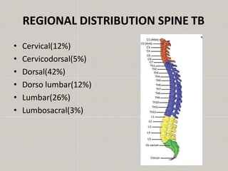 Spinal tb | PPTX