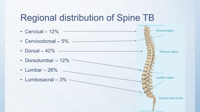 Spinal tb | PPT