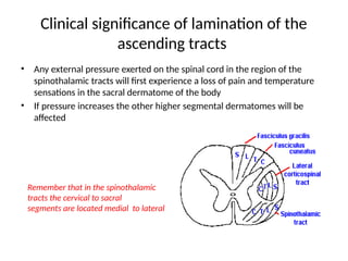 spinal tract...........................ppt