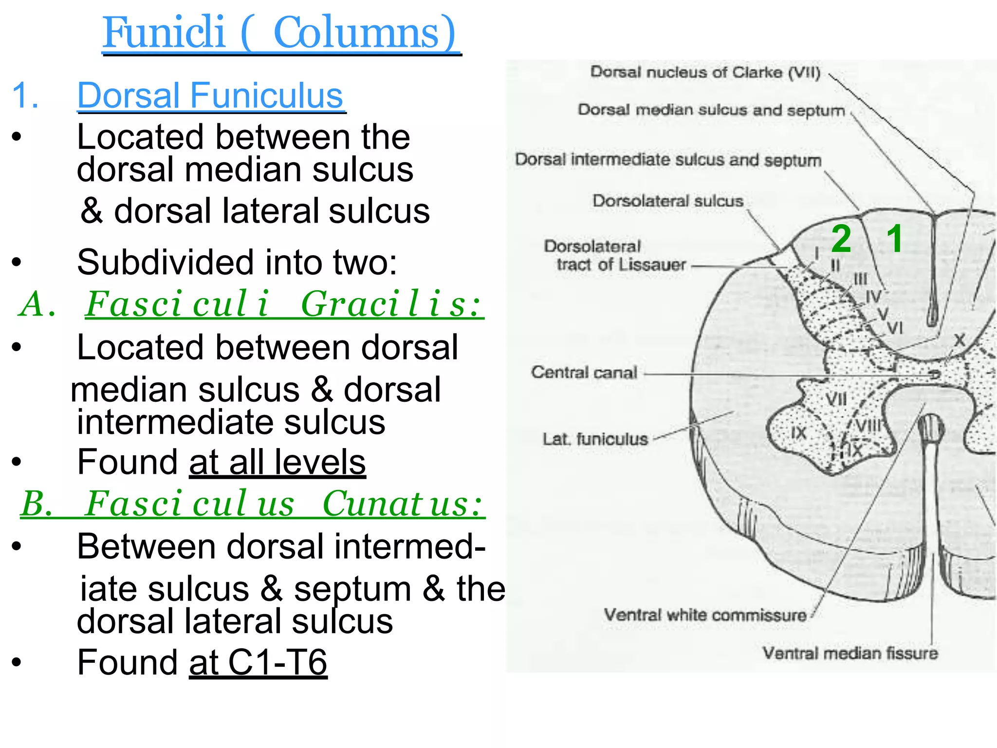 Spinal tracts anatomy dr.meher | PPTX