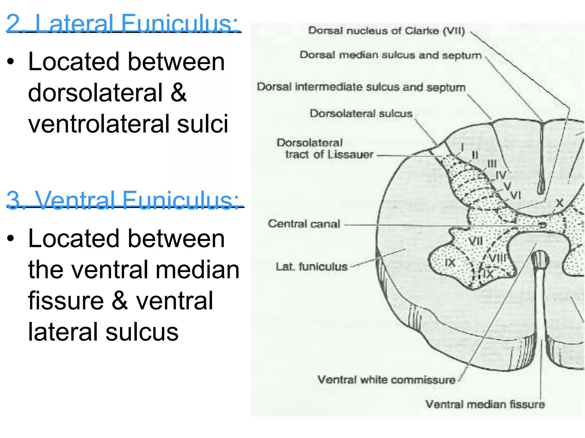 Spinal tracts anatomy dr.meher | PPTX
