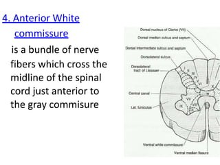 Spinal tracts anatomy dr.meher | PPTX
