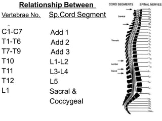 Spinal tracts anatomy dr.meher | PPTX