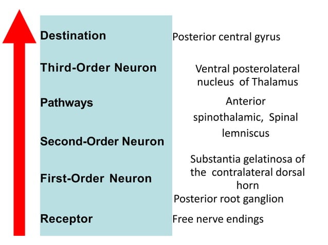 Spinal tracts anatomy dr.meher
