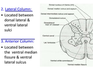 Dorsal Lateral Sulcus