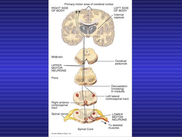 Spinal tracts and reflexes