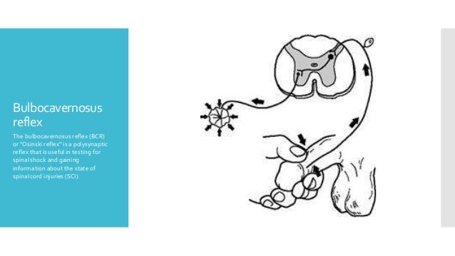 Spinal Trauma (Spinal Cord Injury)