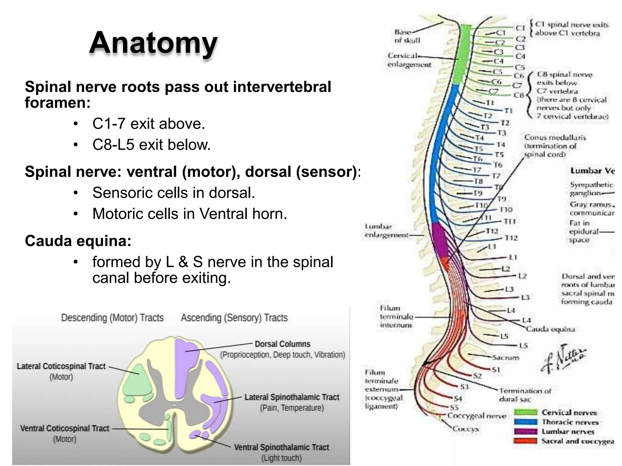 spinal Trauma.ppt