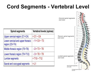 spinal Trauma.ppt
