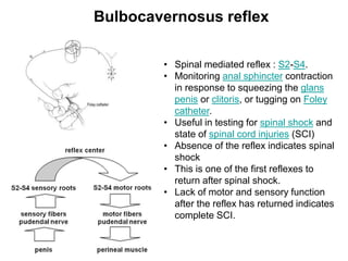 Bulbocavernosus Reflex