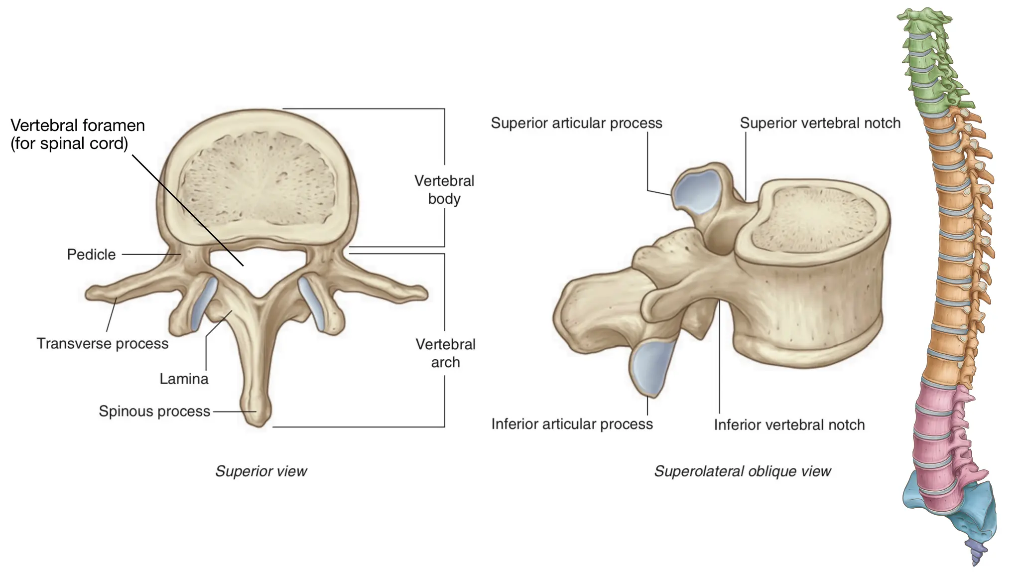 Spinal Trauma (a guide to diagnosis & Treatment) | PDF