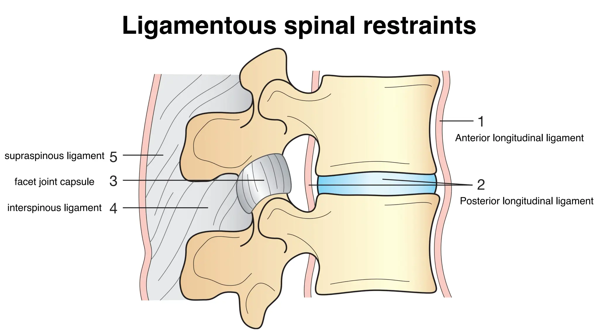 Spinal Trauma (a guide to diagnosis & Treatment) | PDF