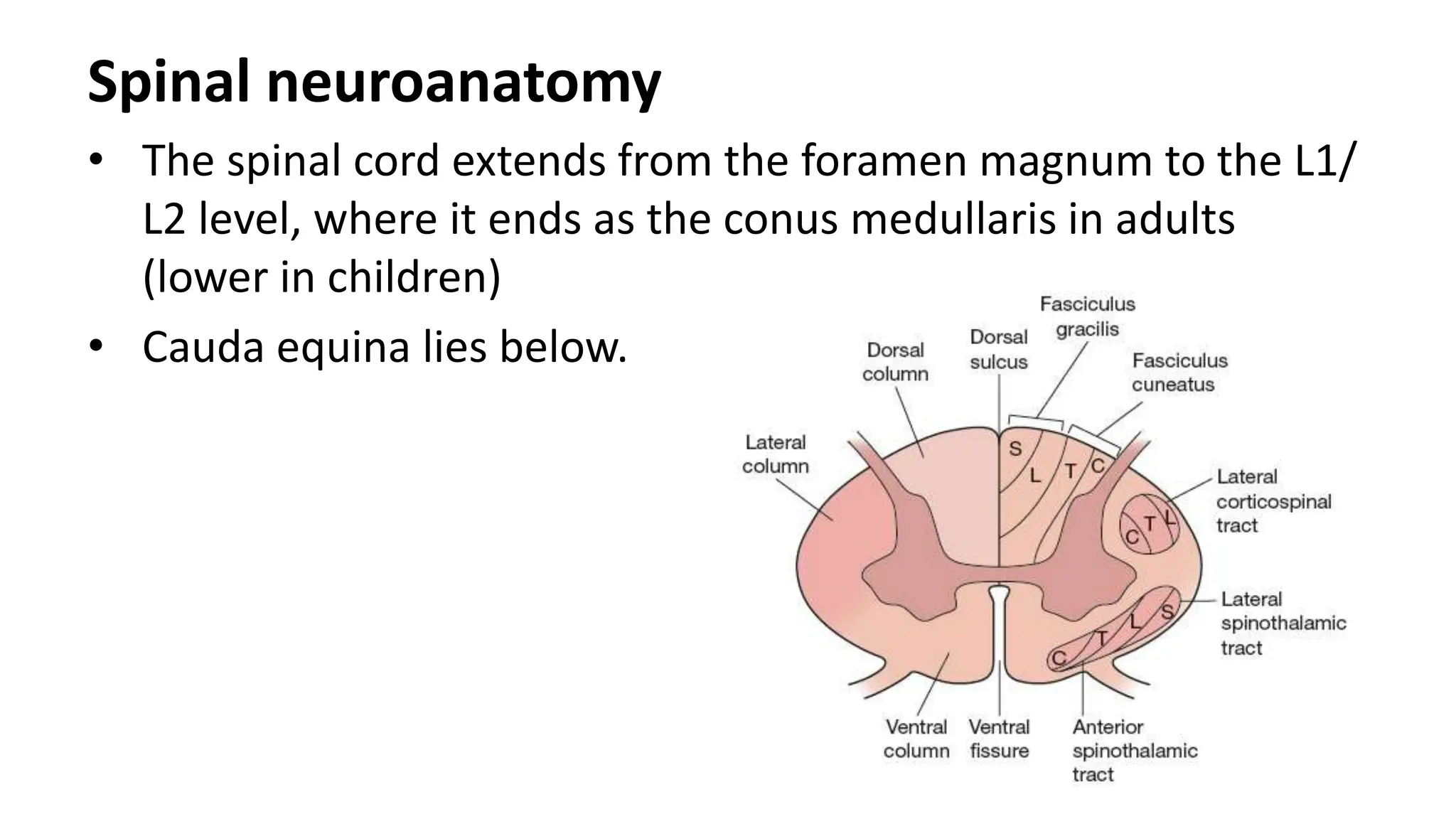spinal trauma - a case presentation.pptx