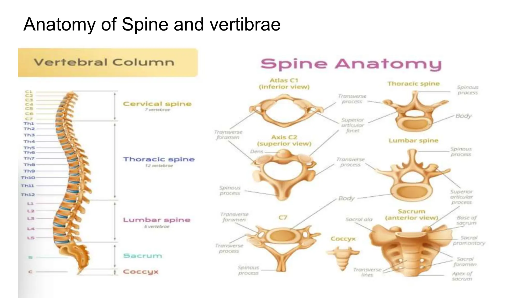 SPINAL TRAUMA ITS ANATOMY AND EMERGENCY MANAGEMENT OF | PPTX