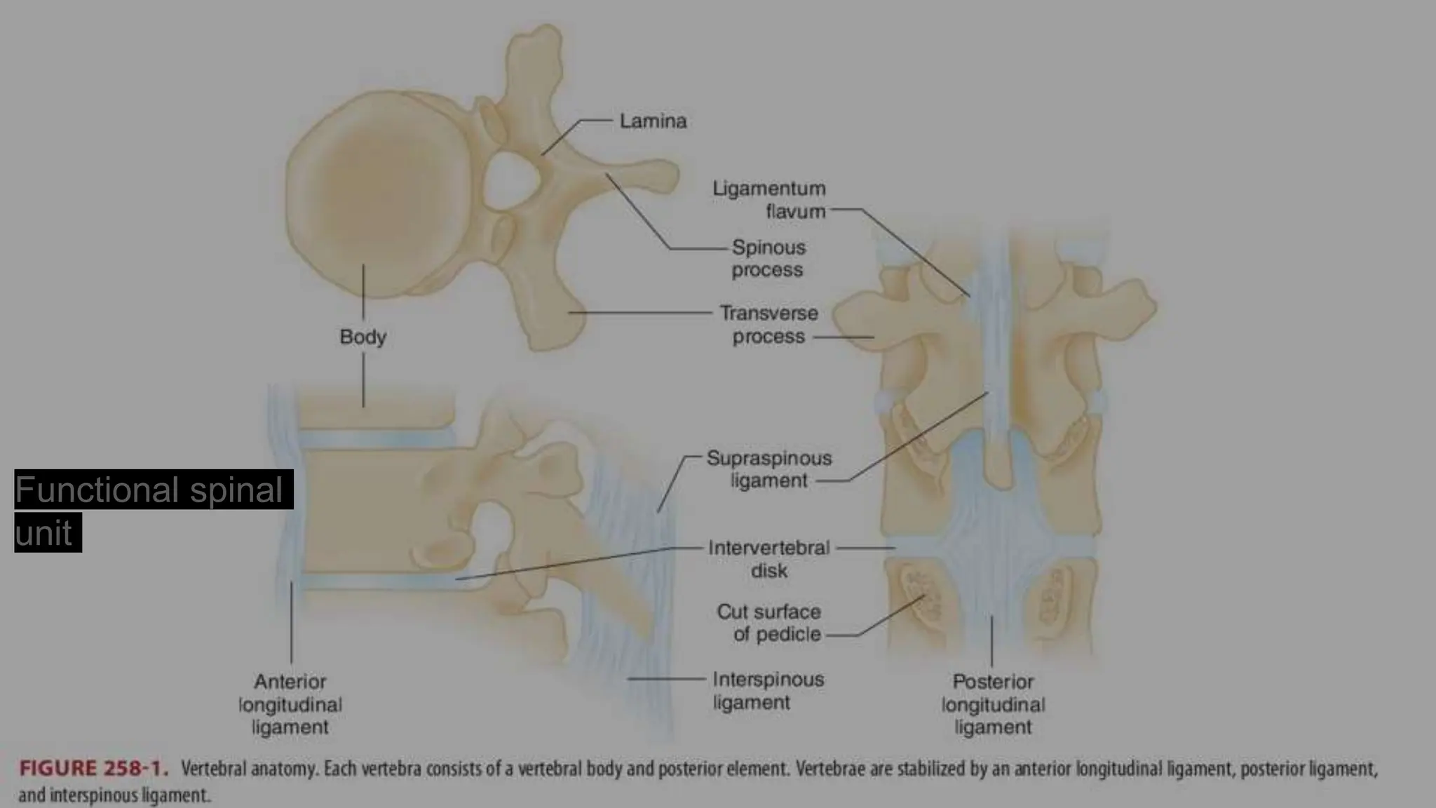 SPINAL TRAUMA ITS ANATOMY AND EMERGENCY MANAGEMENT OF | PPTX