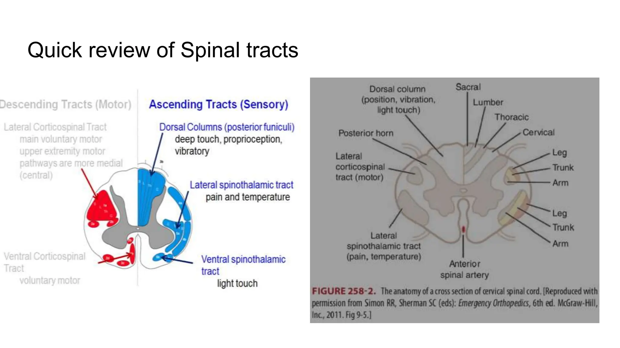SPINAL TRAUMA ITS ANATOMY AND EMERGENCY MANAGEMENT OF | PPTX