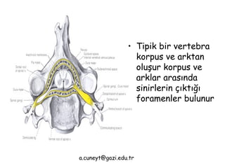 Spinal travma (fazlası için www.tipfakultesi.org ) | PPT