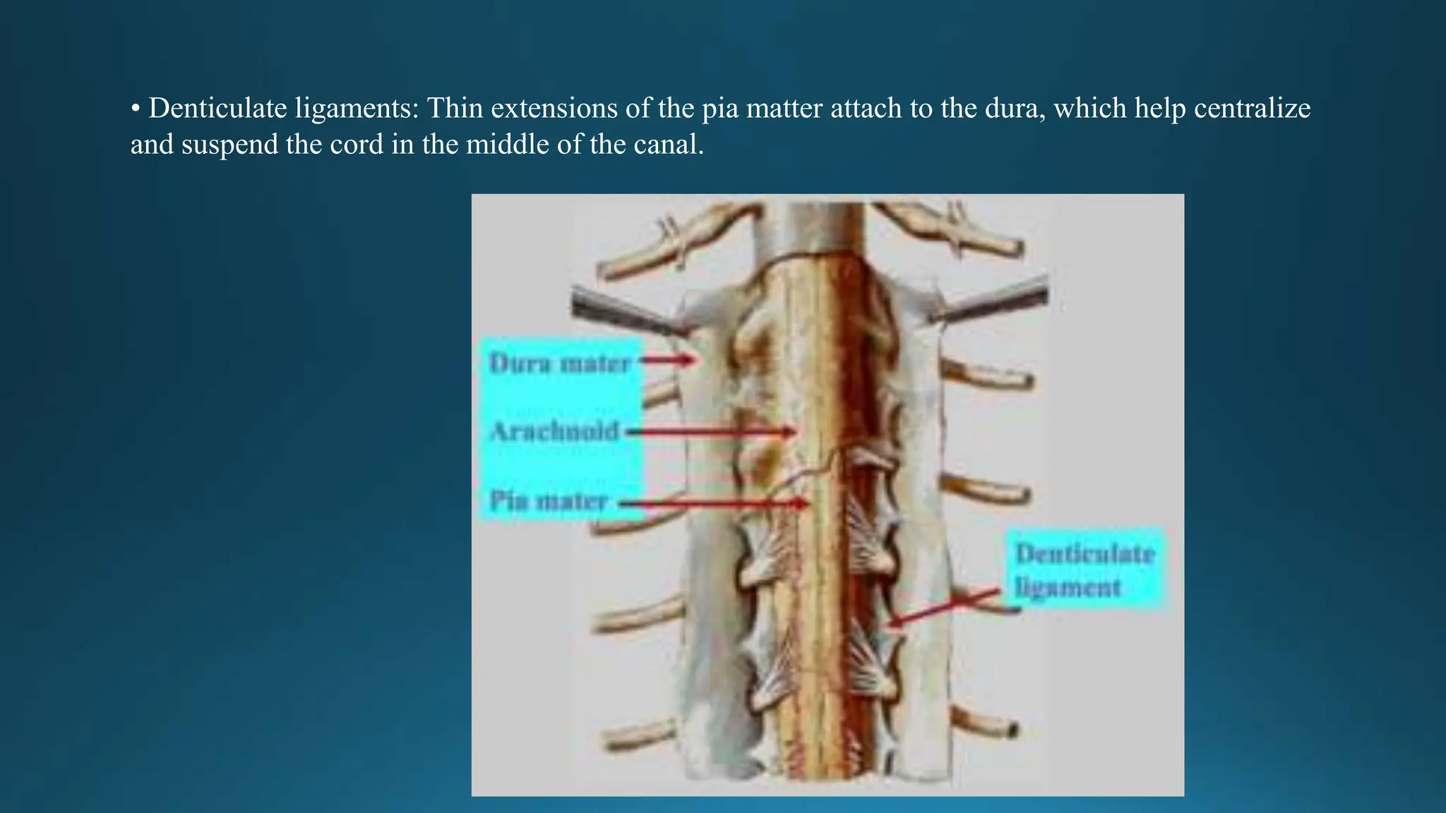 Spinal tumors education part 1 .ppt.pptx