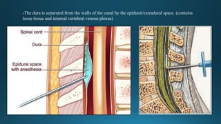 Spinal tumors education part 1 .ppt.pptx