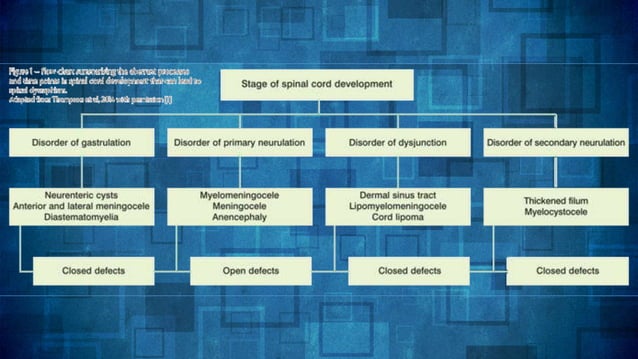 ULTRASOUND EXAMINATION OF INFANT SPINE - STEP BY STEP | PPT