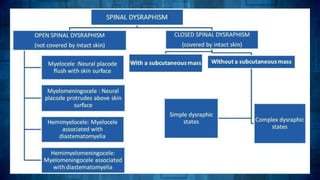 ULTRASOUND EXAMINATION OF INFANT SPINE - STEP BY STEP | PPTX