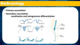 ULTRASOUND EXAMINATION OF INFANT SPINE - STEP BY STEP | PPTX