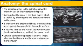 ULTRASOUND EXAMINATION OF INFANT SPINE - STEP BY STEP | PPTX