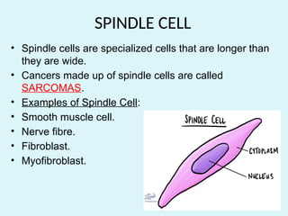 SPINDLE CELL LESIONS OF GIT .pptx