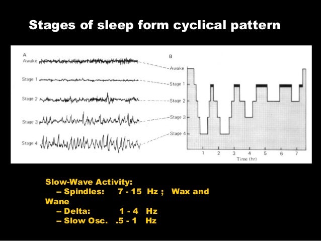 Spindles and transients - Sleep Phenomena, Mechanisms and Substrates