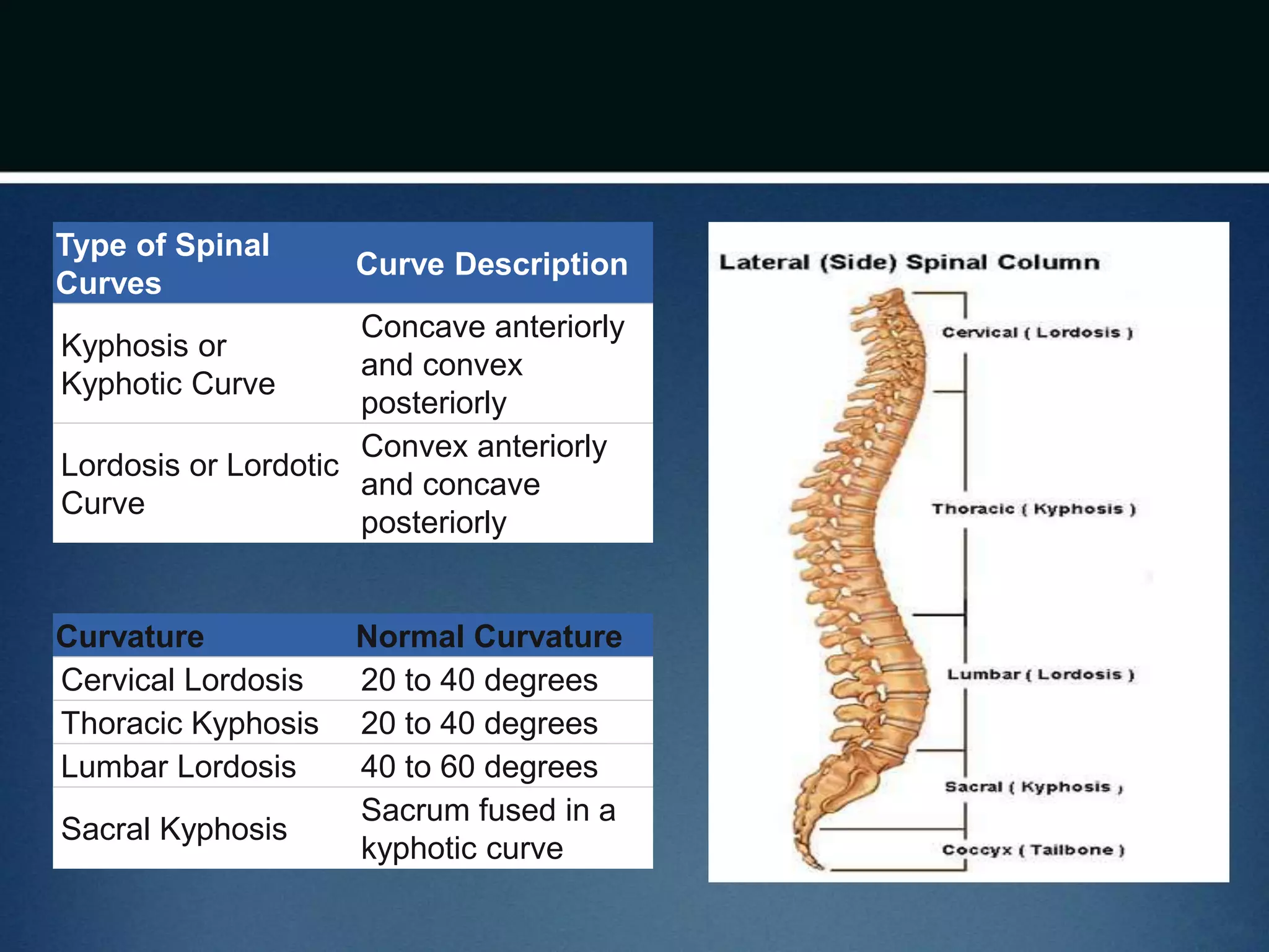 clinical Spine anatomy | PPTX