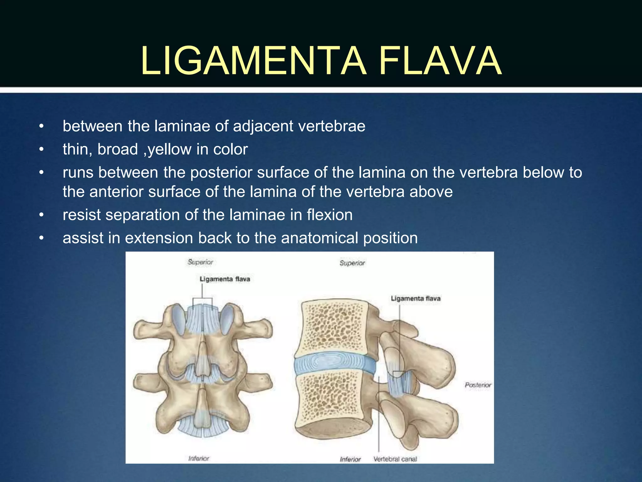 clinical Spine anatomy | PPTX