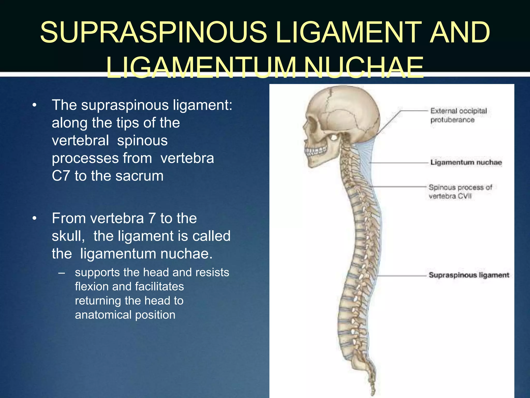 clinical Spine anatomy | PPTX