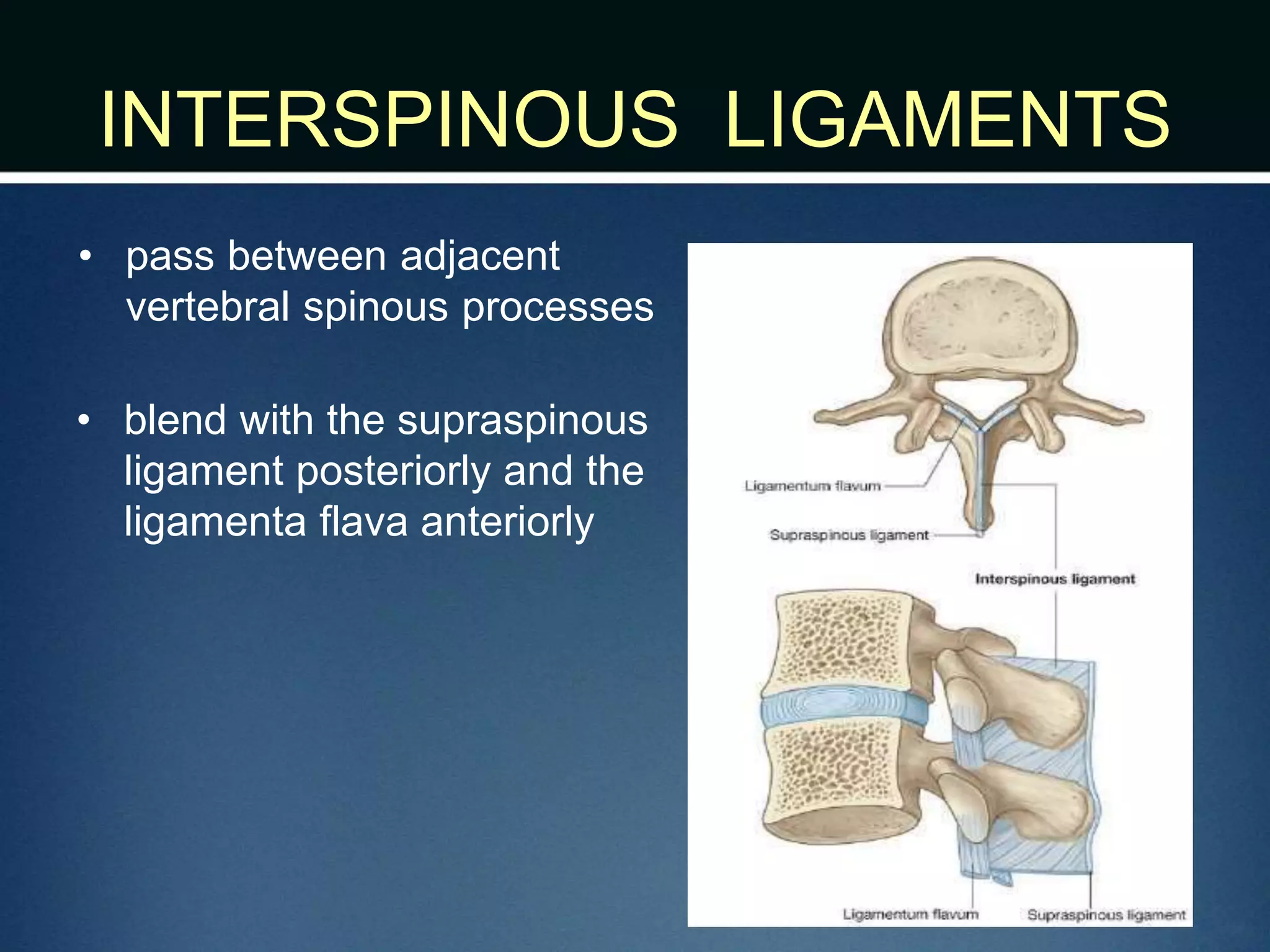 clinical Spine anatomy | PPTX
