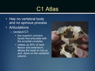 clinical Spine anatomy | PPTX