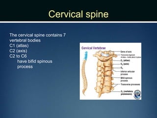 clinical Spine anatomy | PPTX